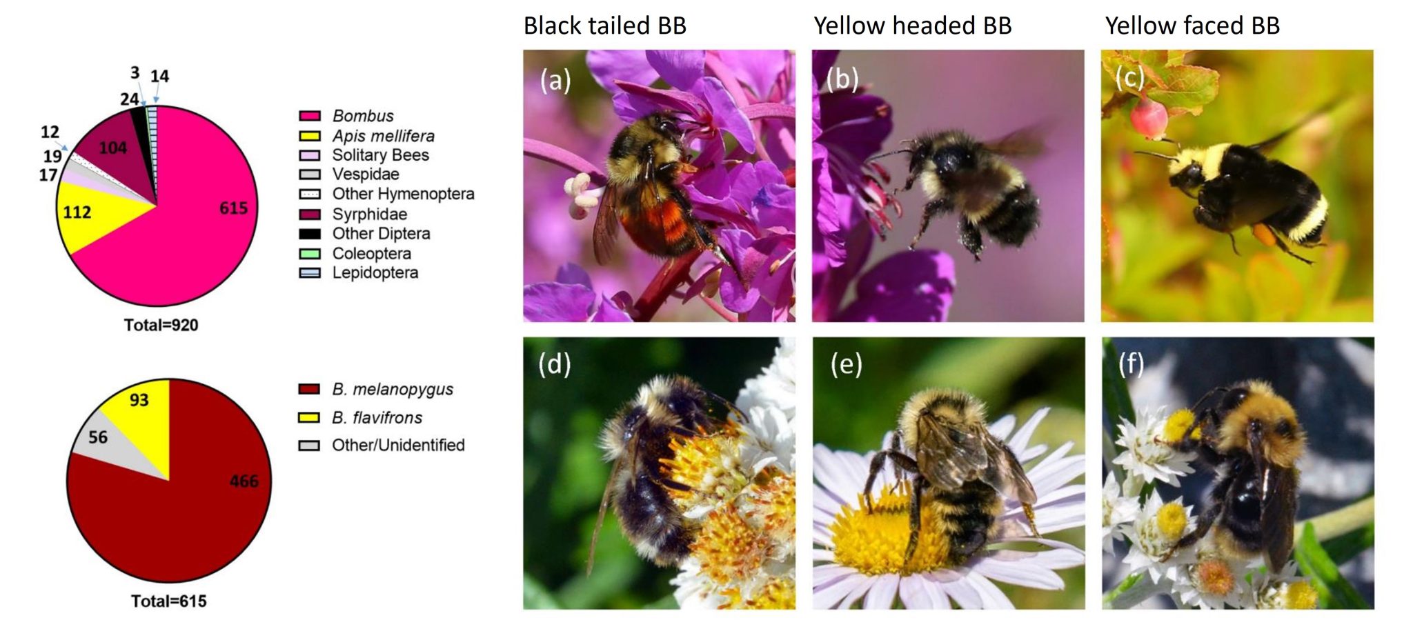 Pollinator Conservation – Shuksan Conservancy