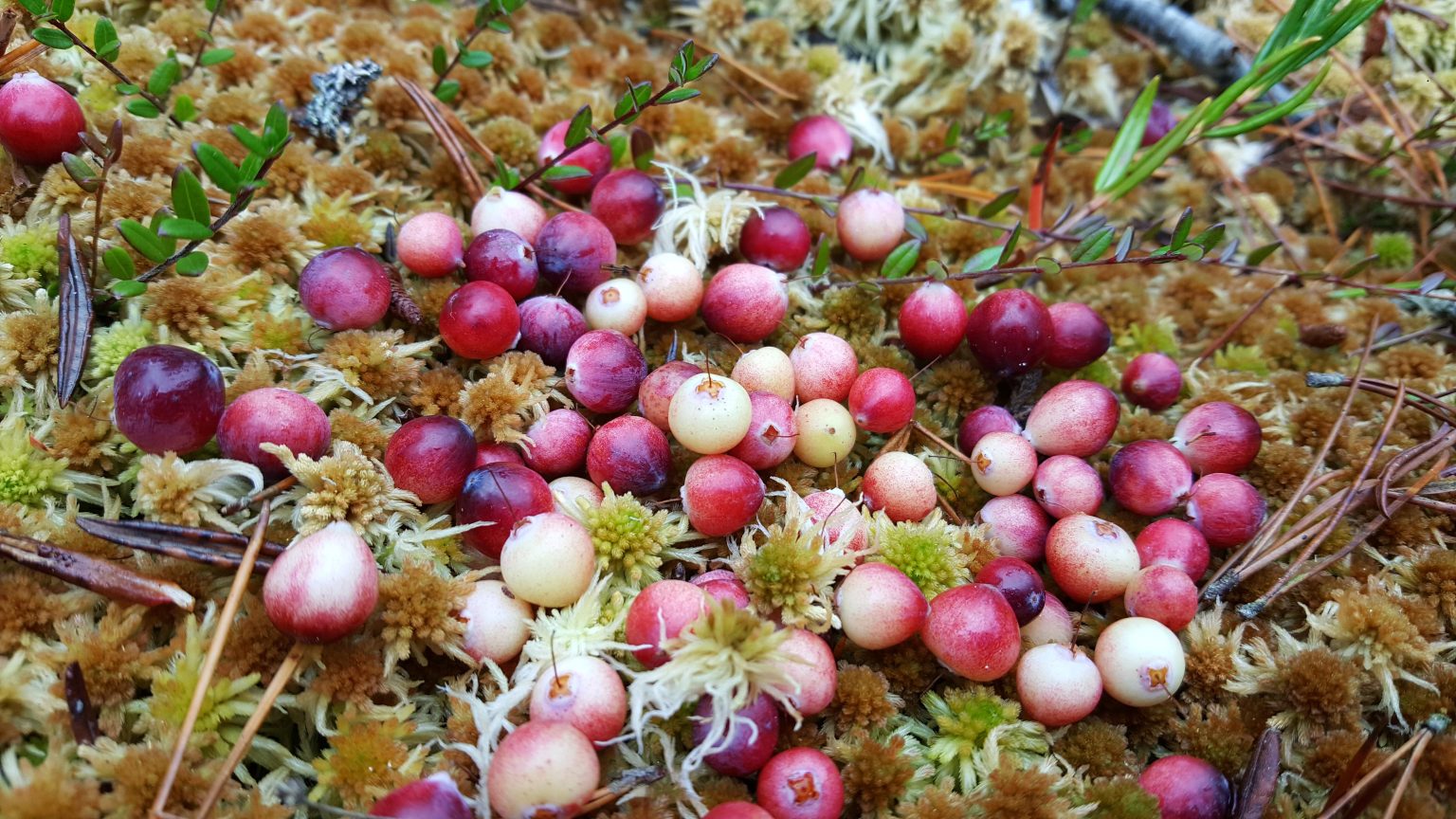 Tribal Treaty Rights in Mountain Meadows – Shuksan Conservancy